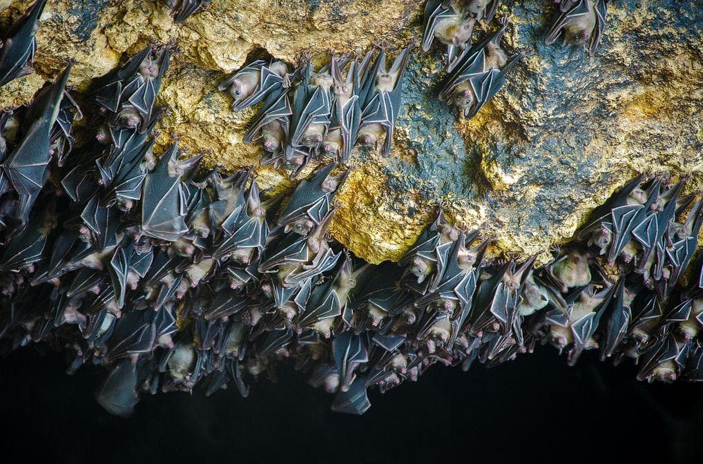 17 Reasons Why Bats Are Totally Badass