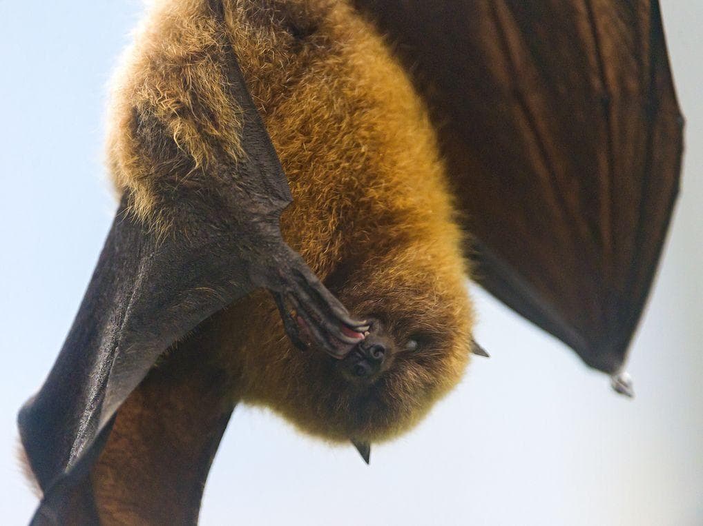 17 Reasons Why Bats Are Totally Badass