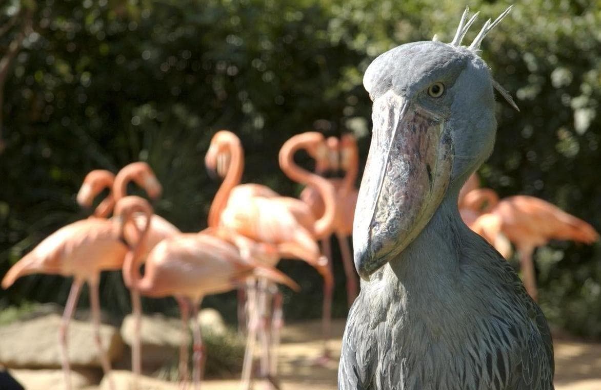 10 Terrifying Facts About the Shoebill Bird