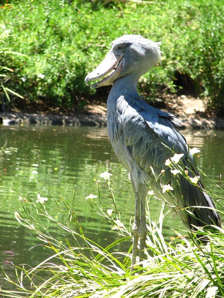 12 Terrifying Facts About the Shoebill Bird