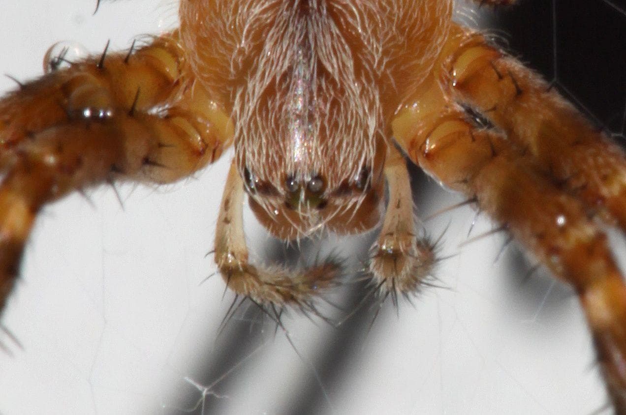 24 Disturbing Close-Up Pictures Of Insect Faces