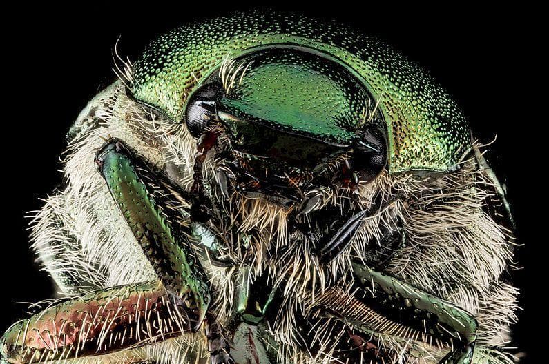 24 Disturbing Close-Up Pictures Of Insect Faces