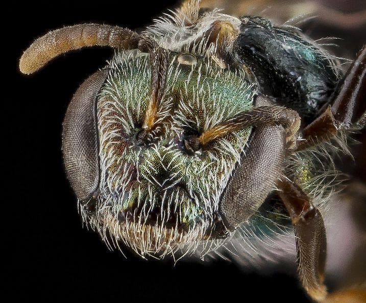24 Disturbing Close-Up Pictures Of Insect Faces