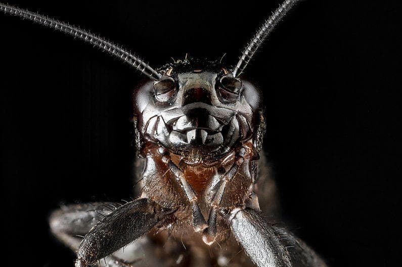 24 Disturbing Close-Up Pictures Of Insect Faces