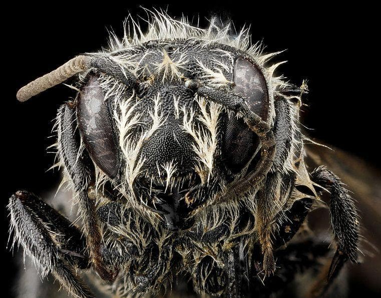 24 Disturbing Close-Up Pictures Of Insect Faces