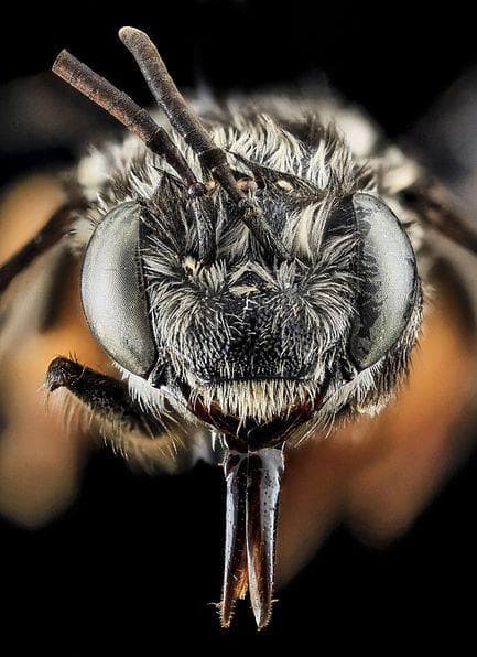 24 Disturbing Close-Up Pictures Of Insect Faces