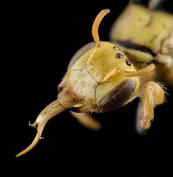 24 Disturbing Close-Up Pictures Of Insect Faces