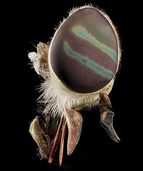 24 Disturbing Close-Up Pictures Of Insect Faces