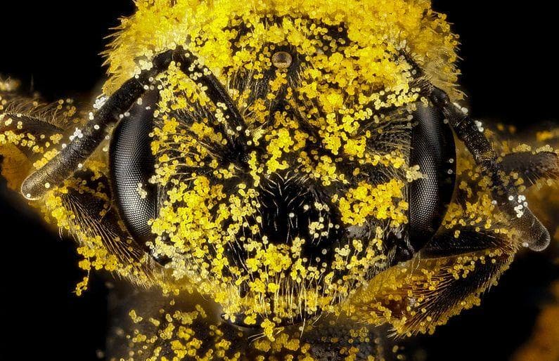 24 Disturbing Close-Up Pictures Of Insect Faces