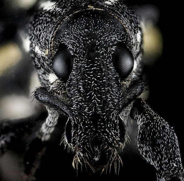 24 Disturbing Close-Up Pictures Of Insect Faces
