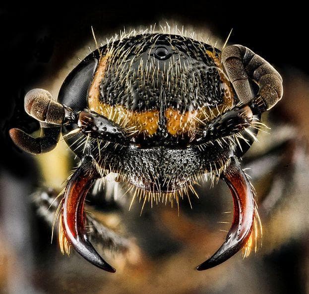 24 Disturbing Close-Up Pictures Of Insect Faces