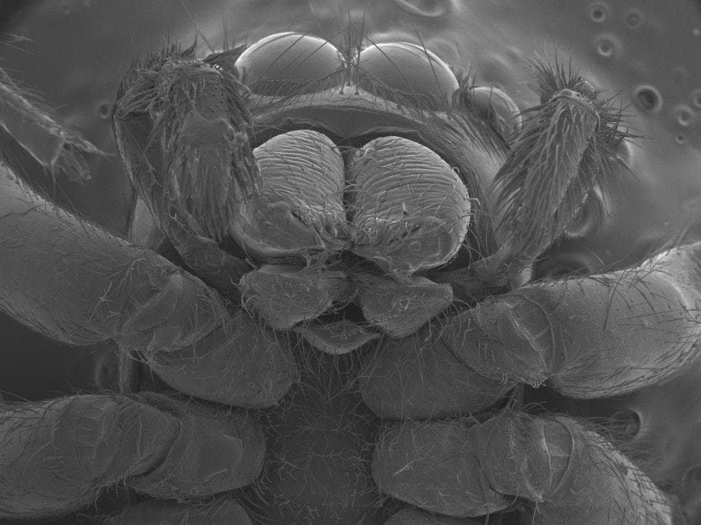 24 Disturbing Close-Up Pictures Of Insect Faces