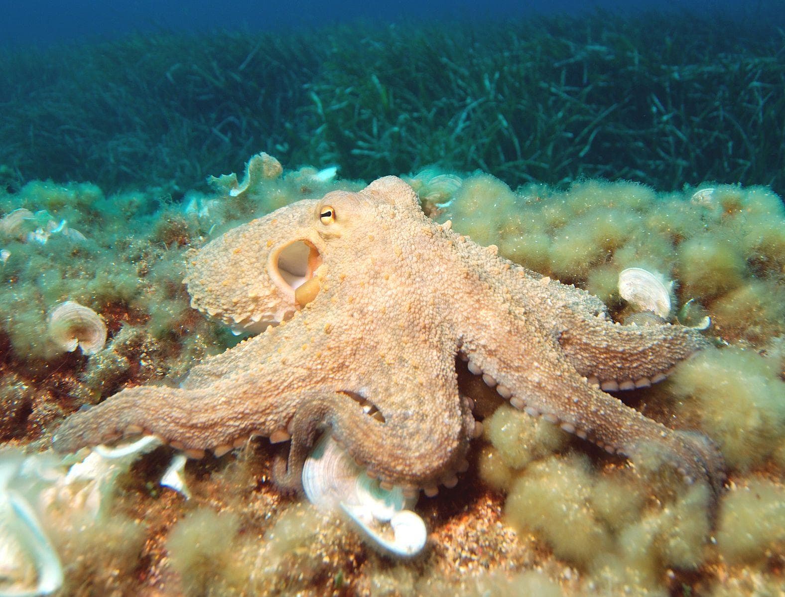 The Story Of Inky, The Most Badass Octopus In The Sea