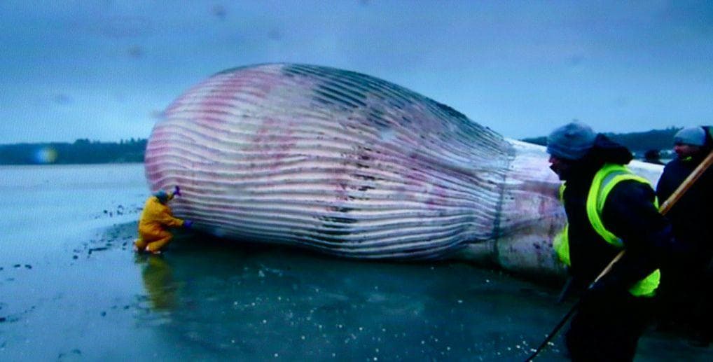 Everything That Happens When A Whale Explodes