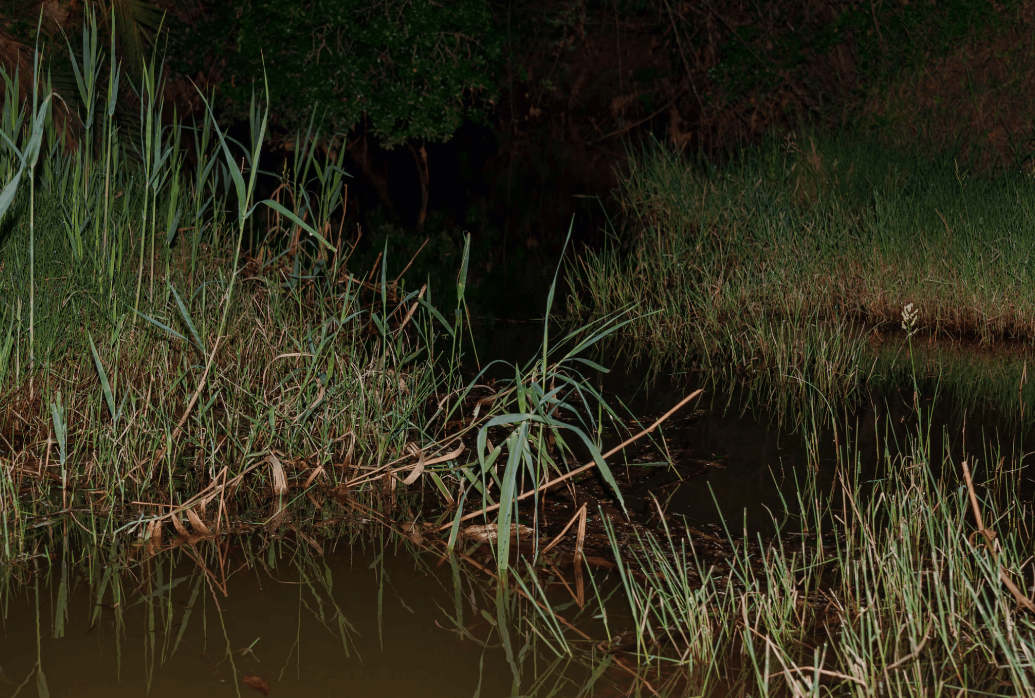 12 Fascinating Stories About The Michigan Dogman