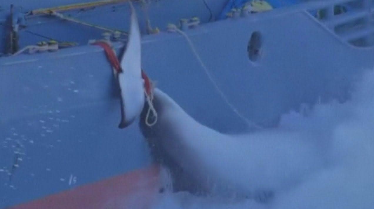 12 Depressing and Brutal Facts About Whaling