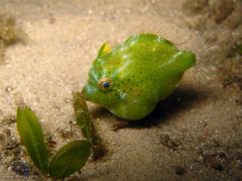 19 Crazy Sea Creatures Who Morph Into Their Surroundings
