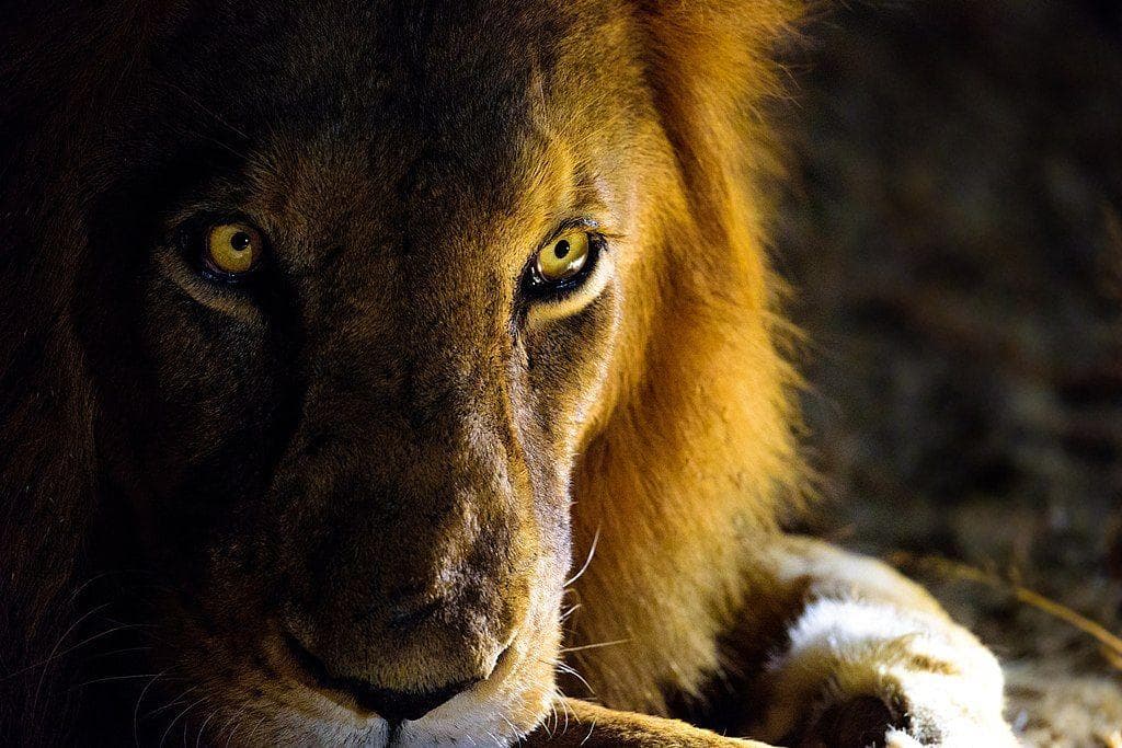 13 Things That Are Instinctively Scary To Humans (And Why)