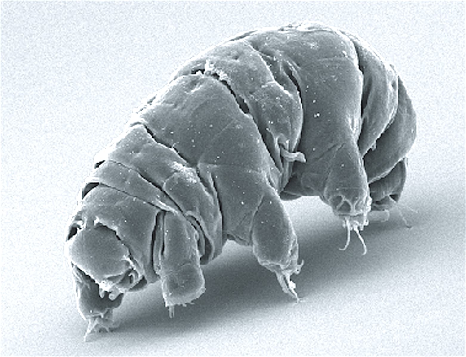 16 Unbelievable Facts About Tardigrades and Their Ability to Survive