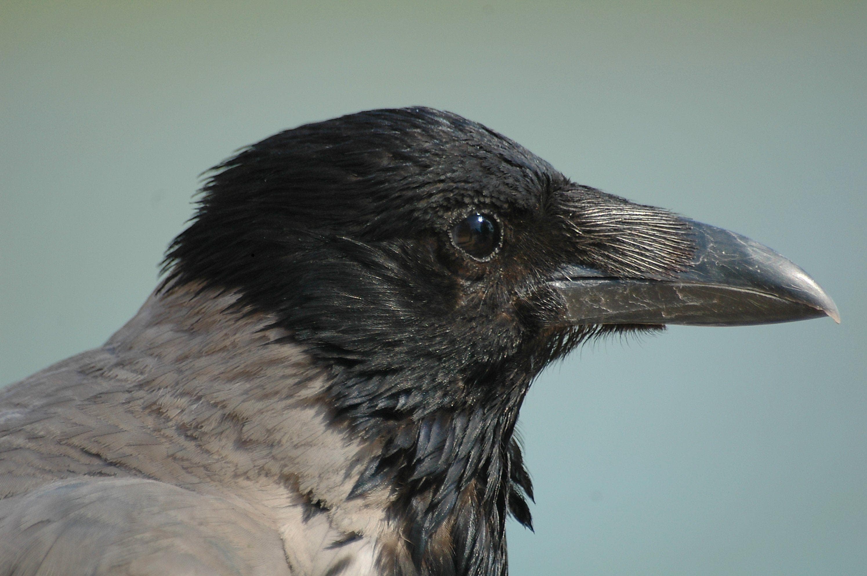 16 Unnerving Facts About Corvids Most People Don't Know
