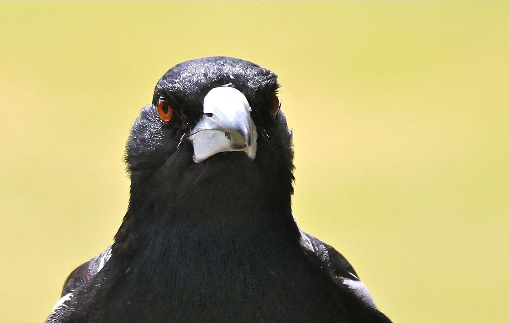 16 Unnerving Facts About Corvids Most People Don't Know