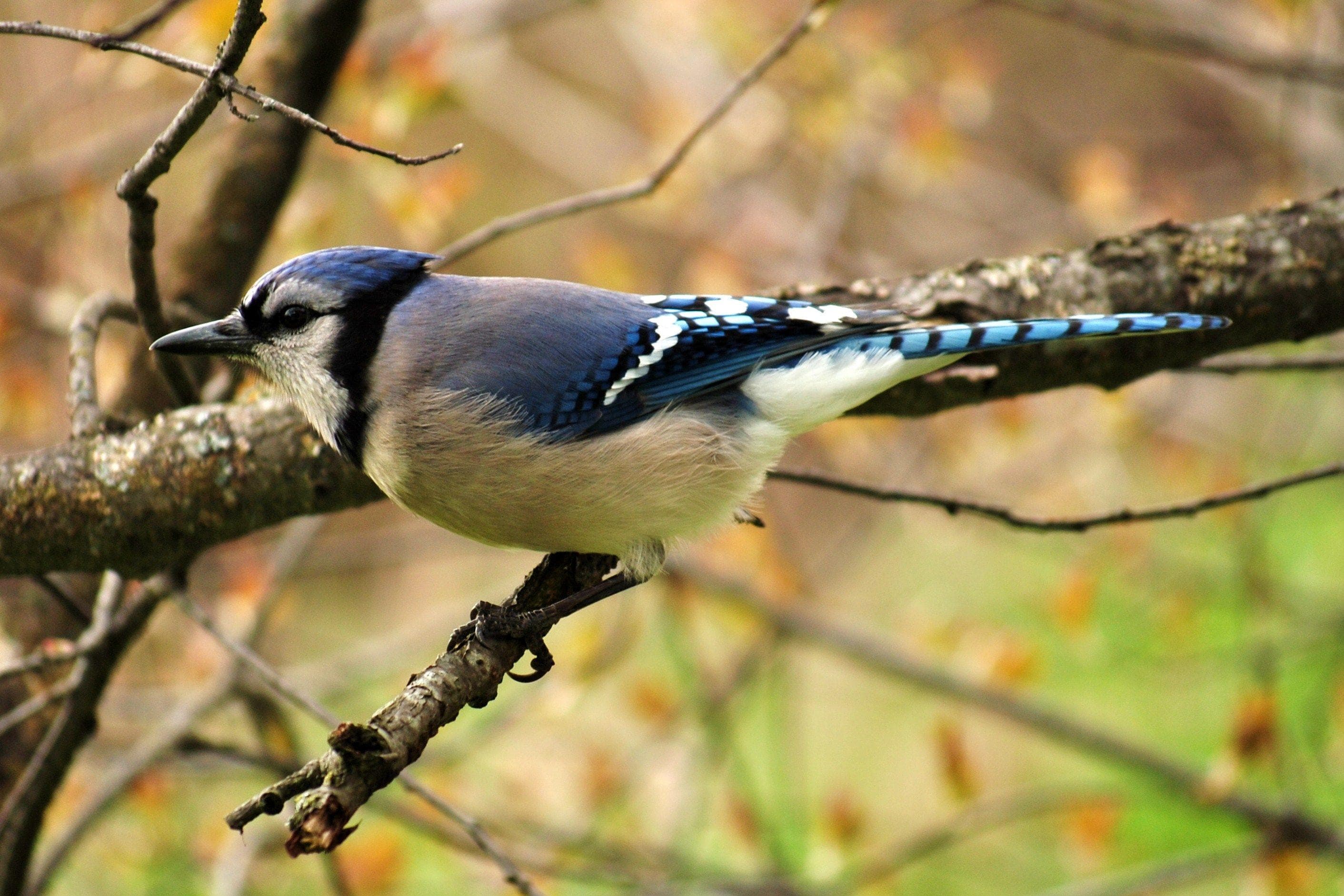 16 Unnerving Facts About Corvids Most People Don't Know