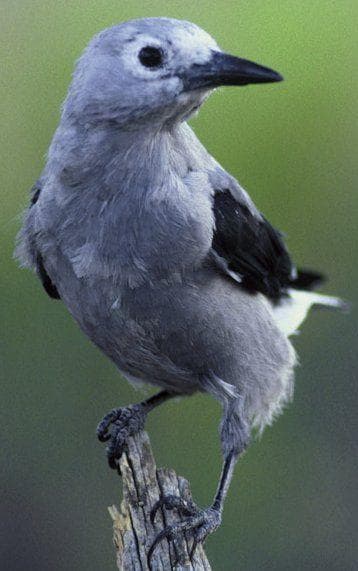 16 Unnerving Facts About Corvids Most People Don't Know