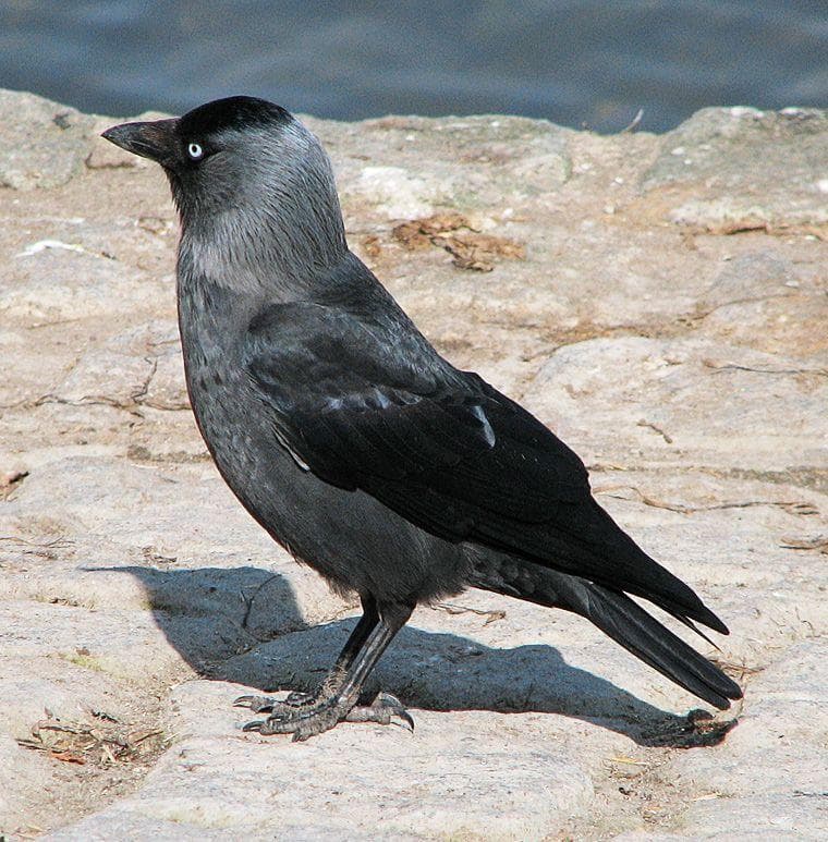 16 Unnerving Facts About Corvids Most People Don't Know