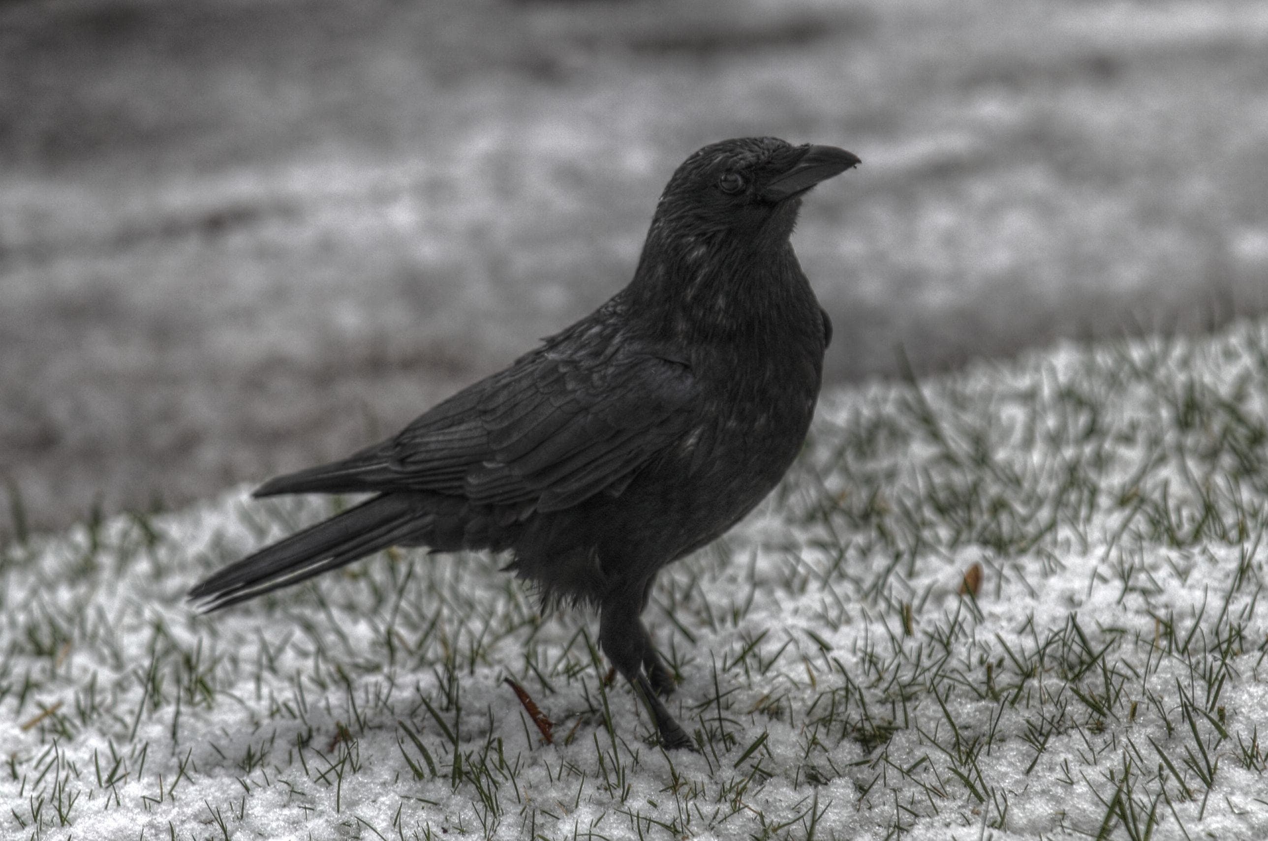 16 Unnerving Facts About Corvids Most People Don't Know