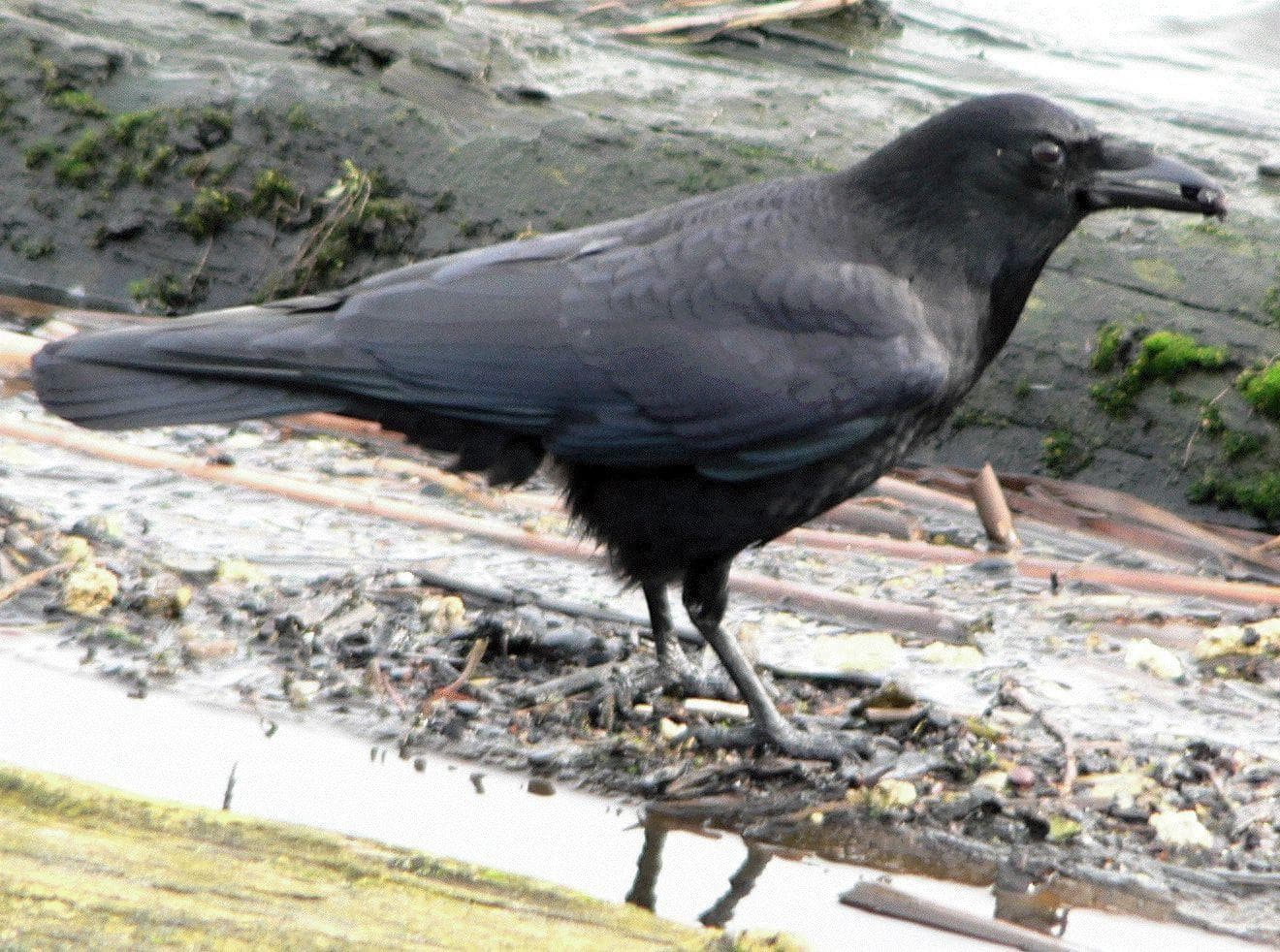 16 Unnerving Facts About Corvids Most People Don't Know