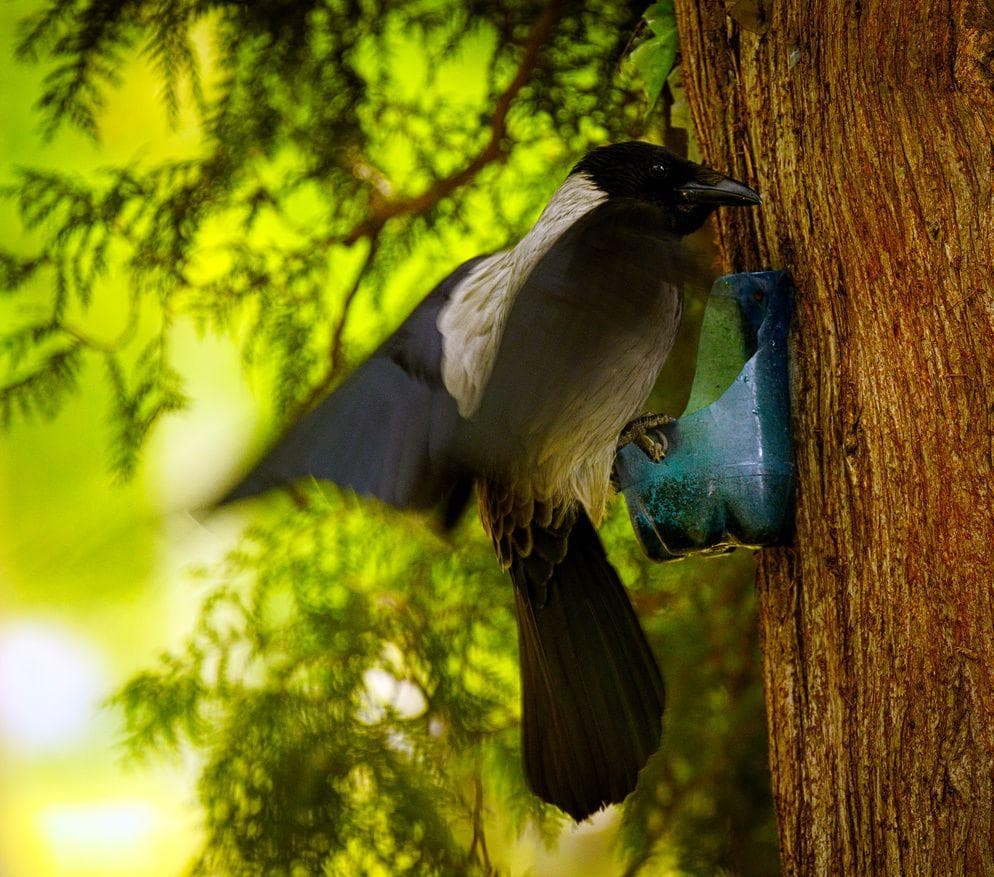 16 Unnerving Facts About Corvids Most People Don't Know