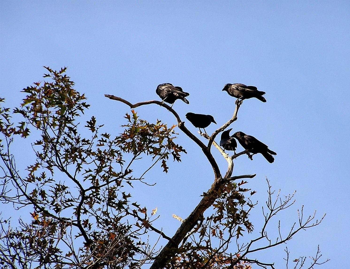 16 Unnerving Facts About Corvids Most People Don't Know