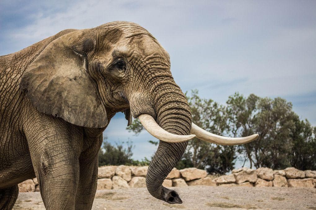 12 Mammals That Have Truly Bizarre Sex
