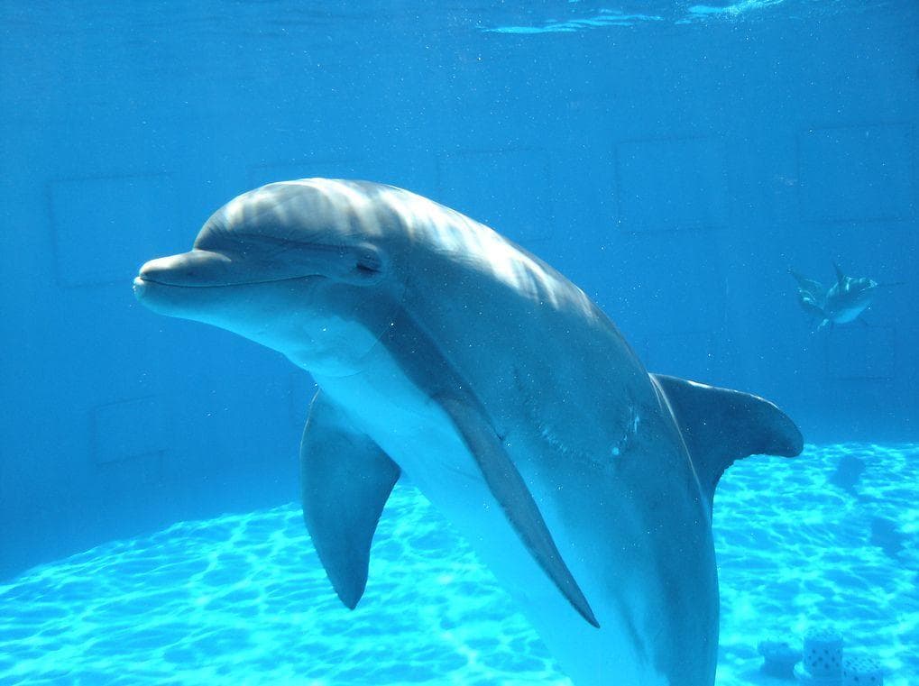 12 Mammals That Have Truly Bizarre Sex