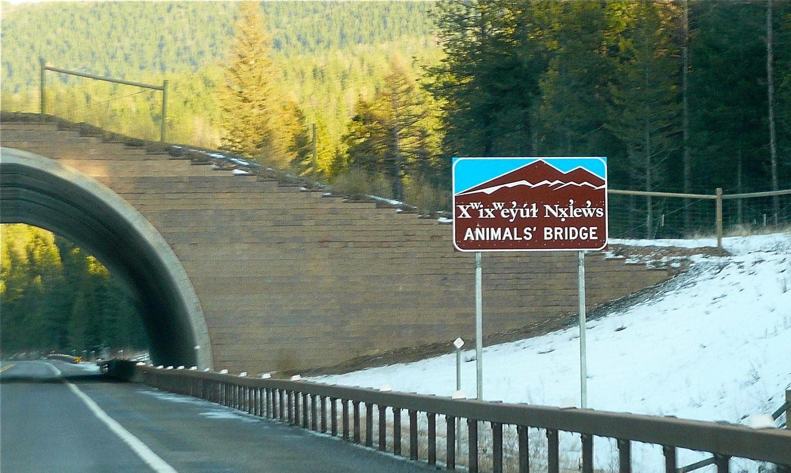 15 Facts About Animal Bridges You Probably Never Knew