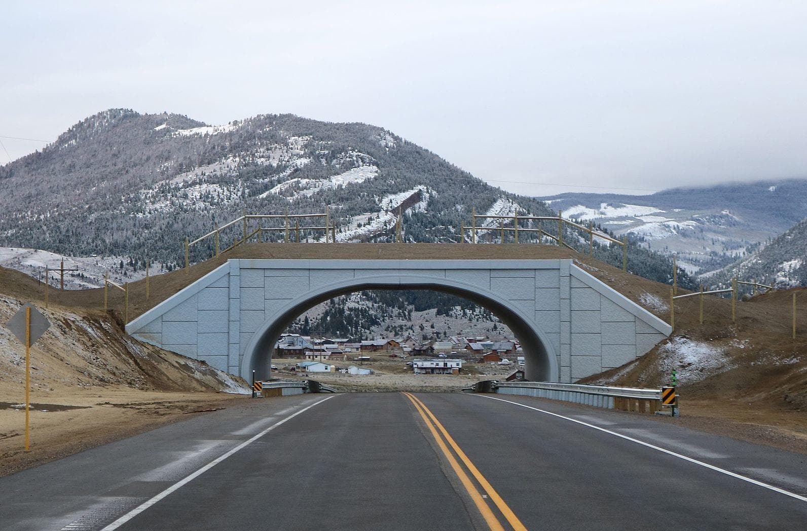 15 Facts About Animal Bridges You Probably Never Knew