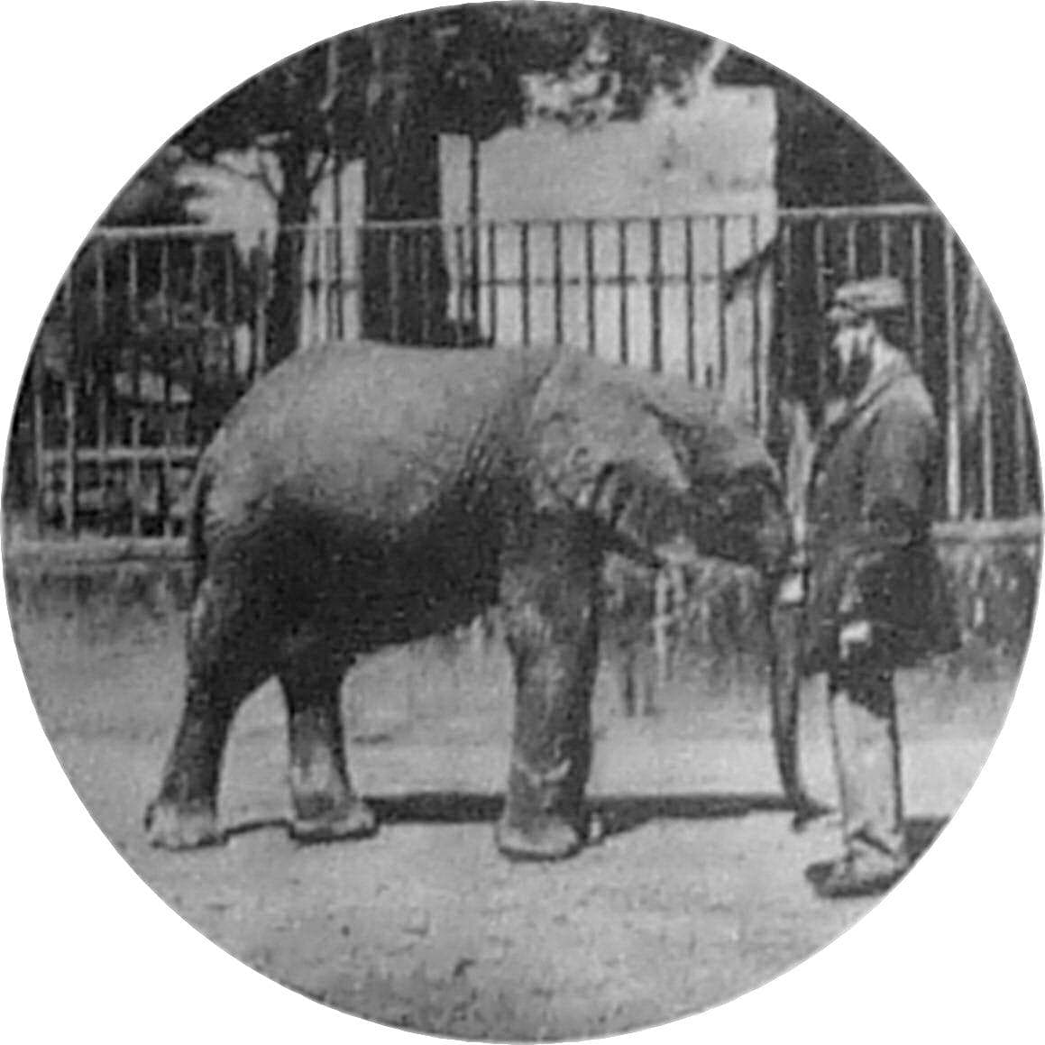 The Bittersweet Story Of Jumbo, The Most Famous Elephant On Earth