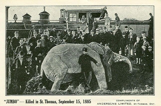 The Bittersweet Story Of Jumbo, The Most Famous Elephant On Earth