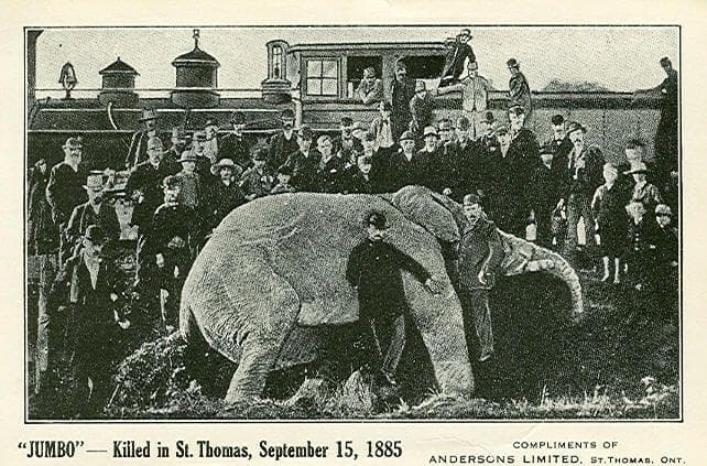 The Bittersweet Story Of Jumbo, The Most Famous Elephant On Earth