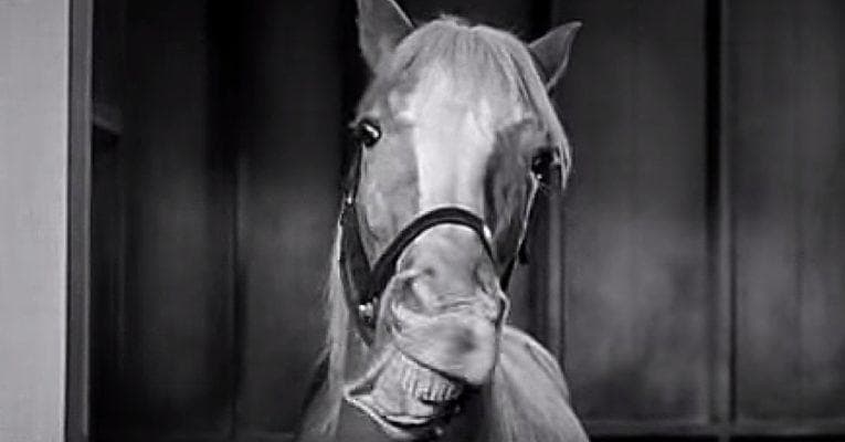 The Crazy History Of Mr. Ed The Horse