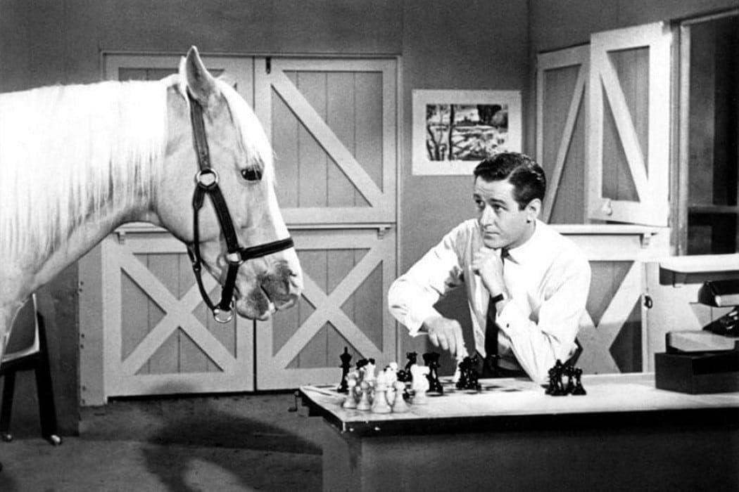 The Crazy History Of Mr. Ed The Horse