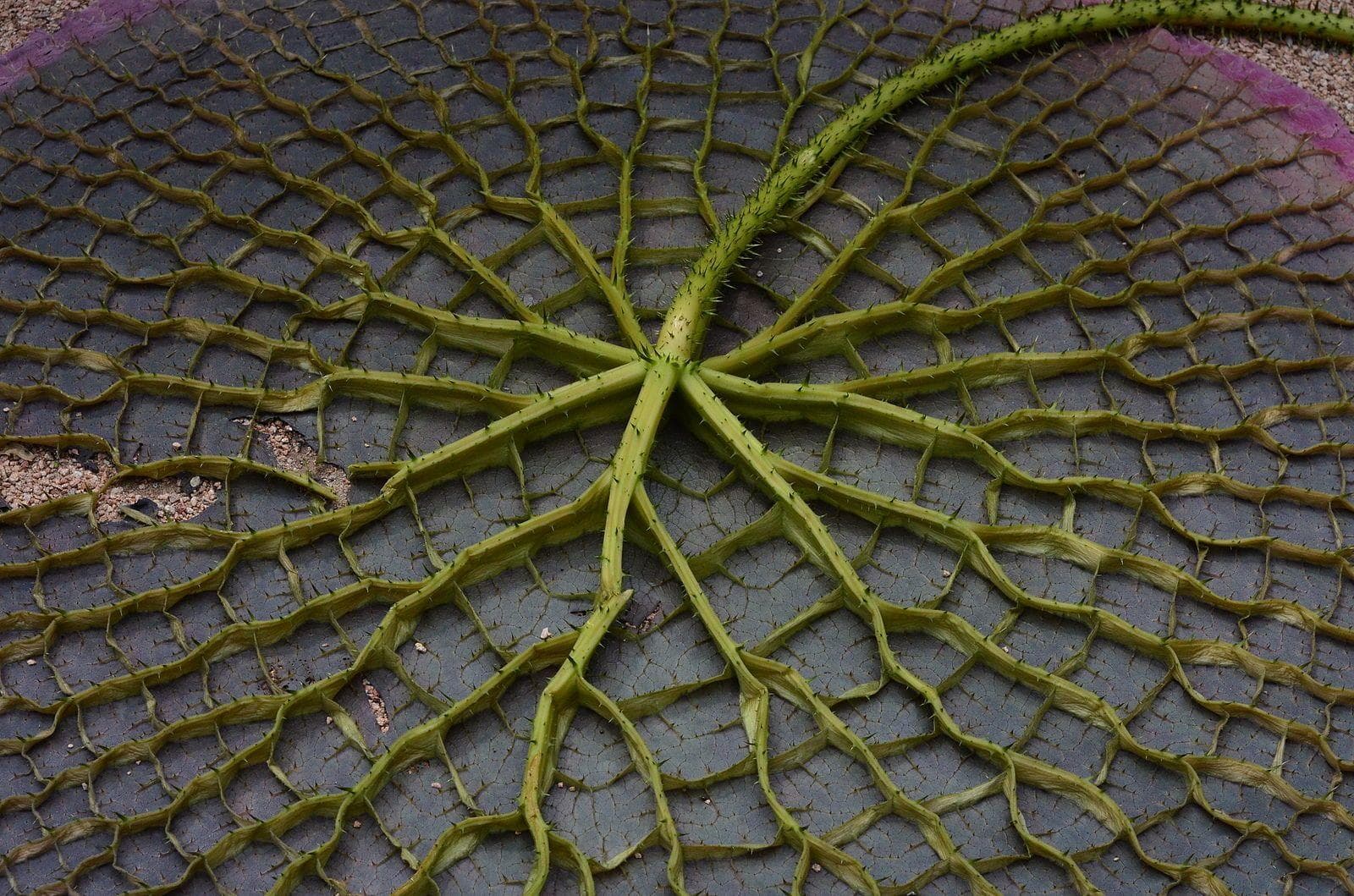 Beautiful Fractals In Nature