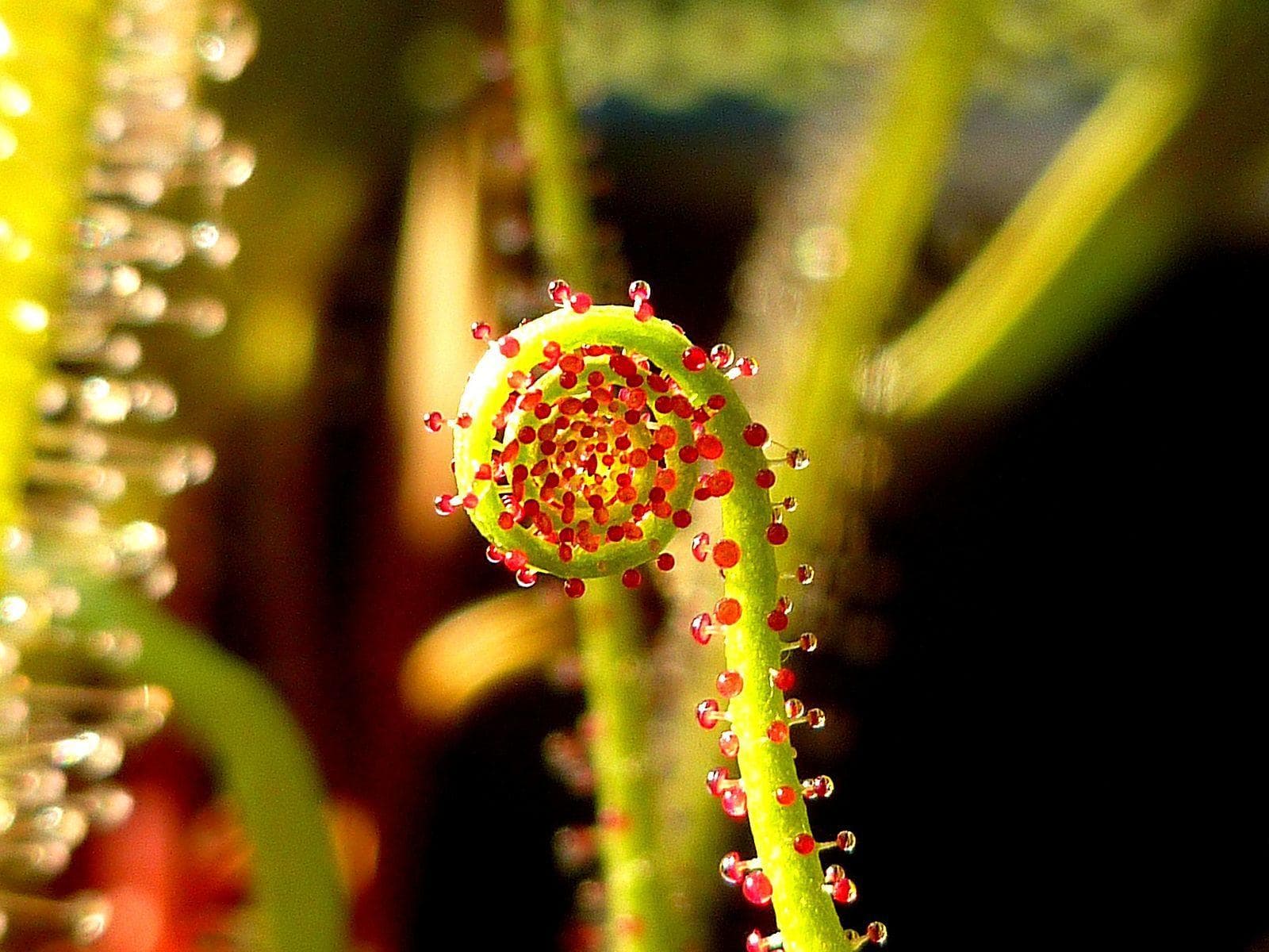 Beautiful Fractals In Nature
