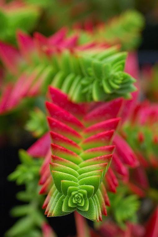 Beautiful Fractals In Nature