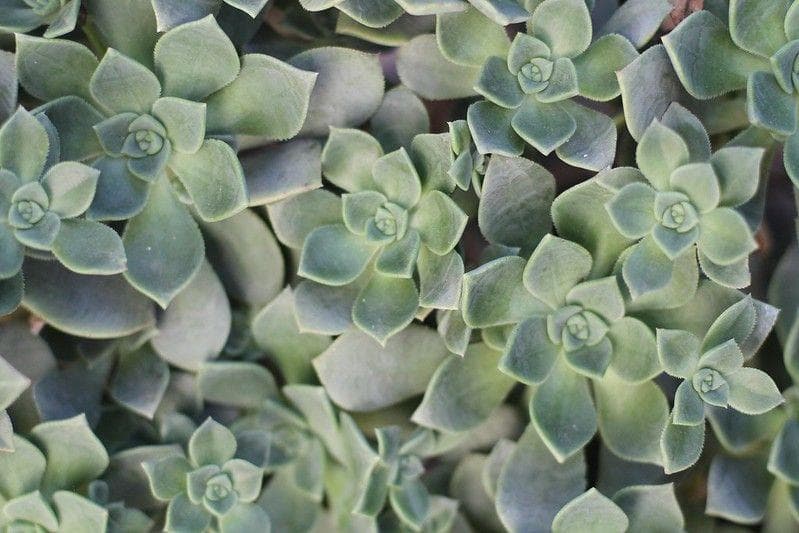 Beautiful Fractals In Nature