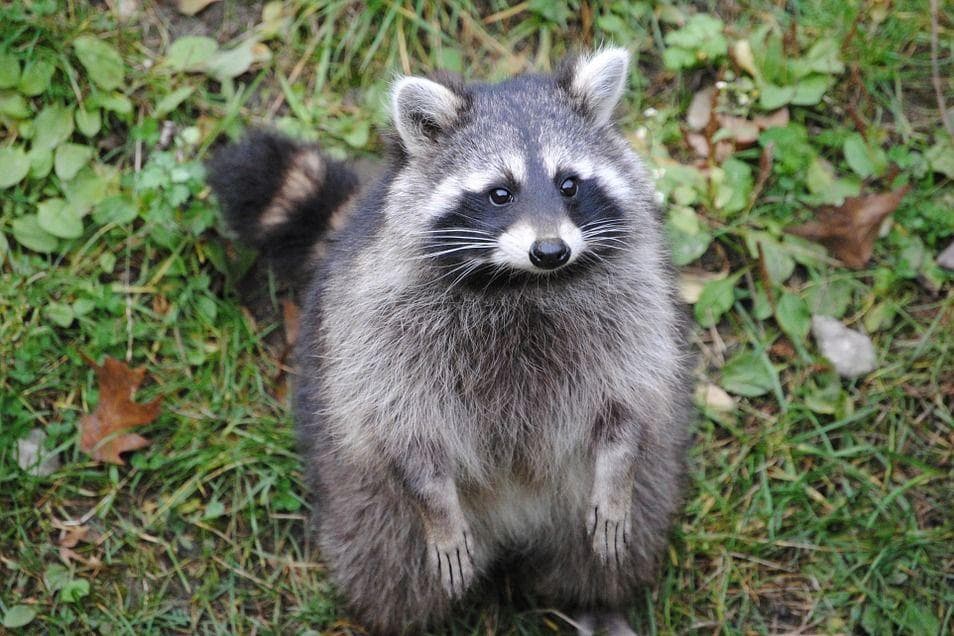 Dangerous Facts About Raccoons, The Jerks Rooting Through Your Trash