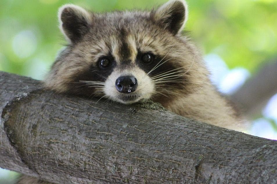 Dangerous Facts About Raccoons, The Jerks Rooting Through Your Trash