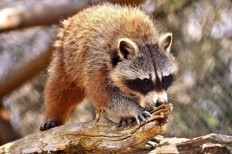 Dangerous Facts About Raccoons, The Jerks Rooting Through Your Trash