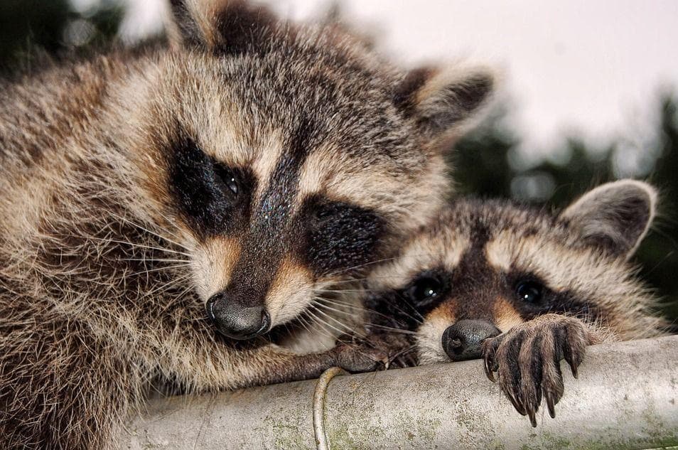 Dangerous Facts About Raccoons, The Jerks Rooting Through Your Trash