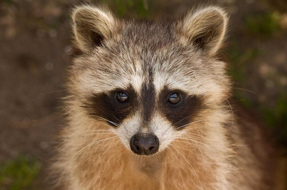 Dangerous Facts About Raccoons, The Jerks Rooting Through Your Trash